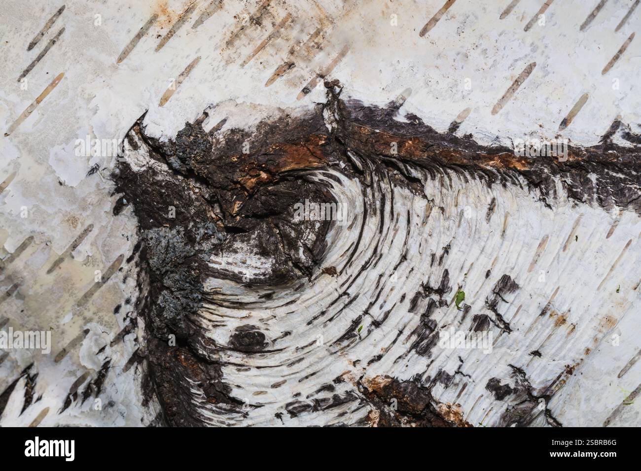 Birch bark panel hi-res stock photography and images - Alamy