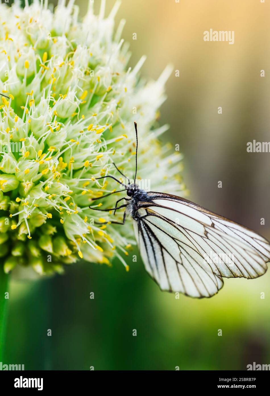 Butterfly Aporia crataegi on a flower of onions Stock Photo - Alamy