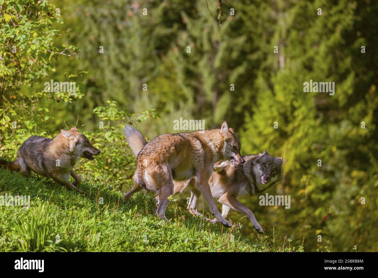 Three eurasian gray wolves (Canis lupus lupus) play with each other on ...
