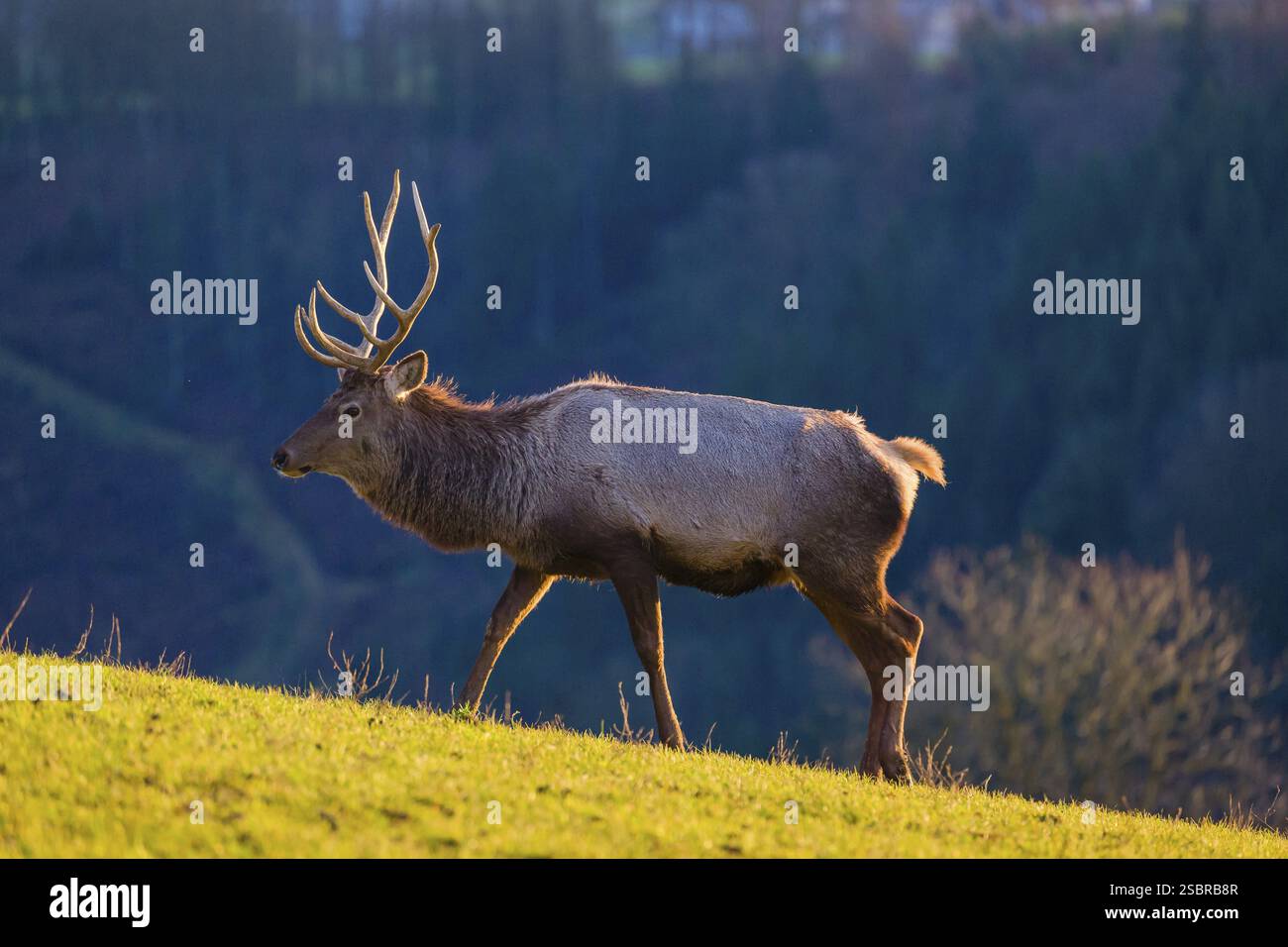 An Altai maral stag and two hind Altai wapiti or Altai elk (Cervus ...