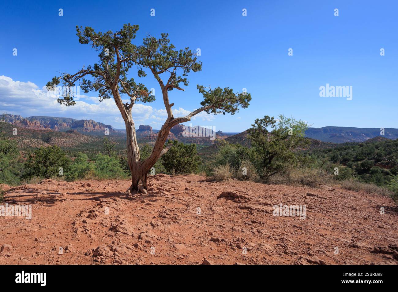 Twisted Juniper Tree in Sedona Arizona Stock Photo - Alamy