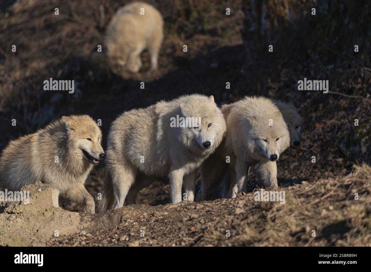 Five adult Arctic wolves (Canis lupus arctos) walking through a forest ...