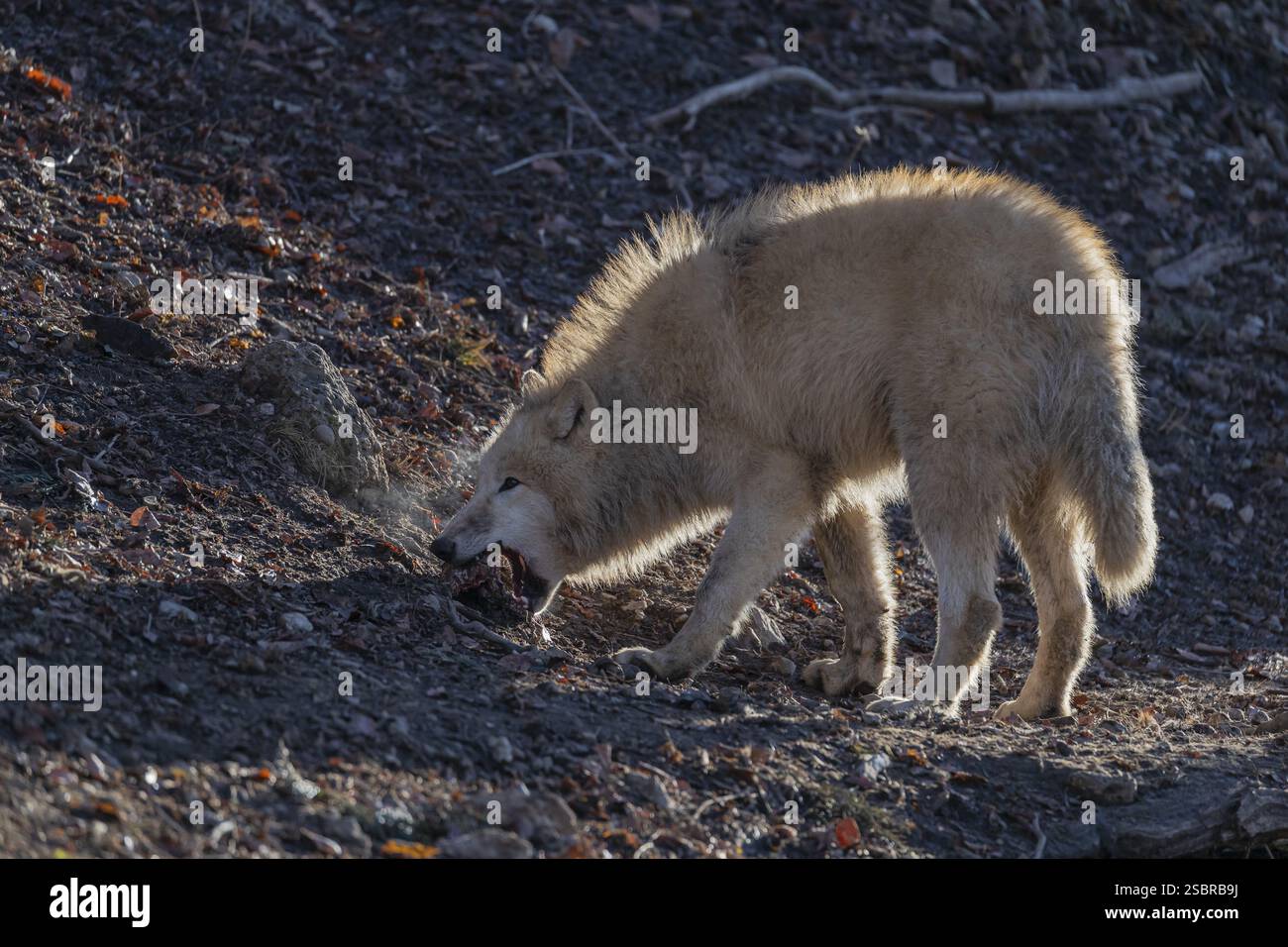 One adult Arctic wolf (Canis lupus arctos) standing in a forest on ...