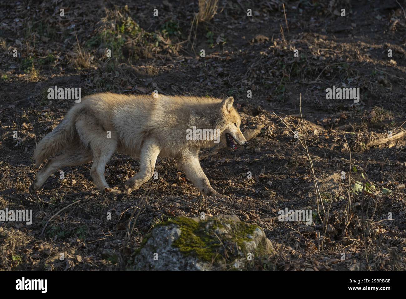 One adult Arctic wolf (Canis lupus arctos) running through a forest on ...