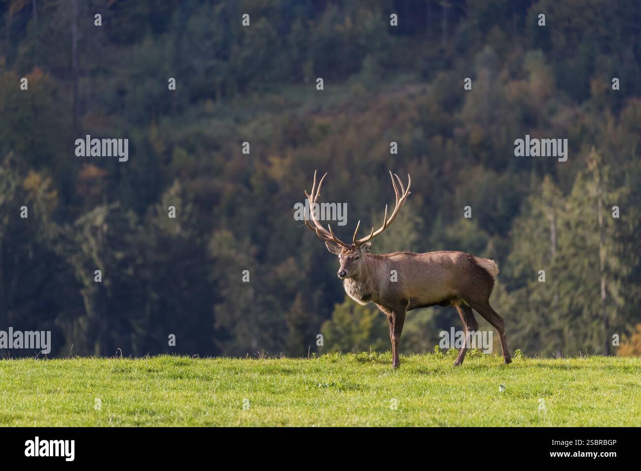 One male Altai maral, Altai wapiti or Altai elk (Cervus canadensis ...