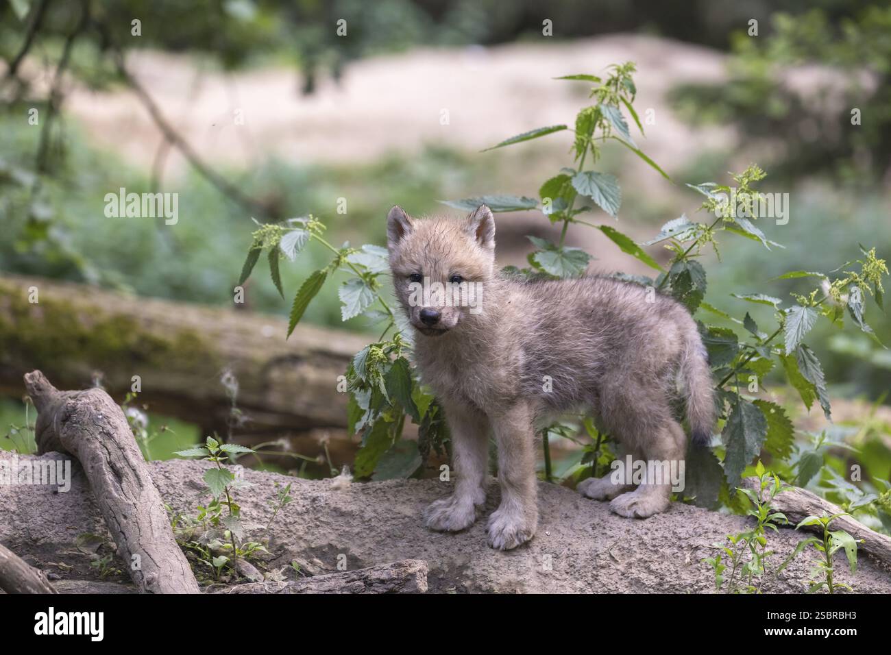One four weeks old Arctic wolf cub (Canis lupus arctos) standing on a ...