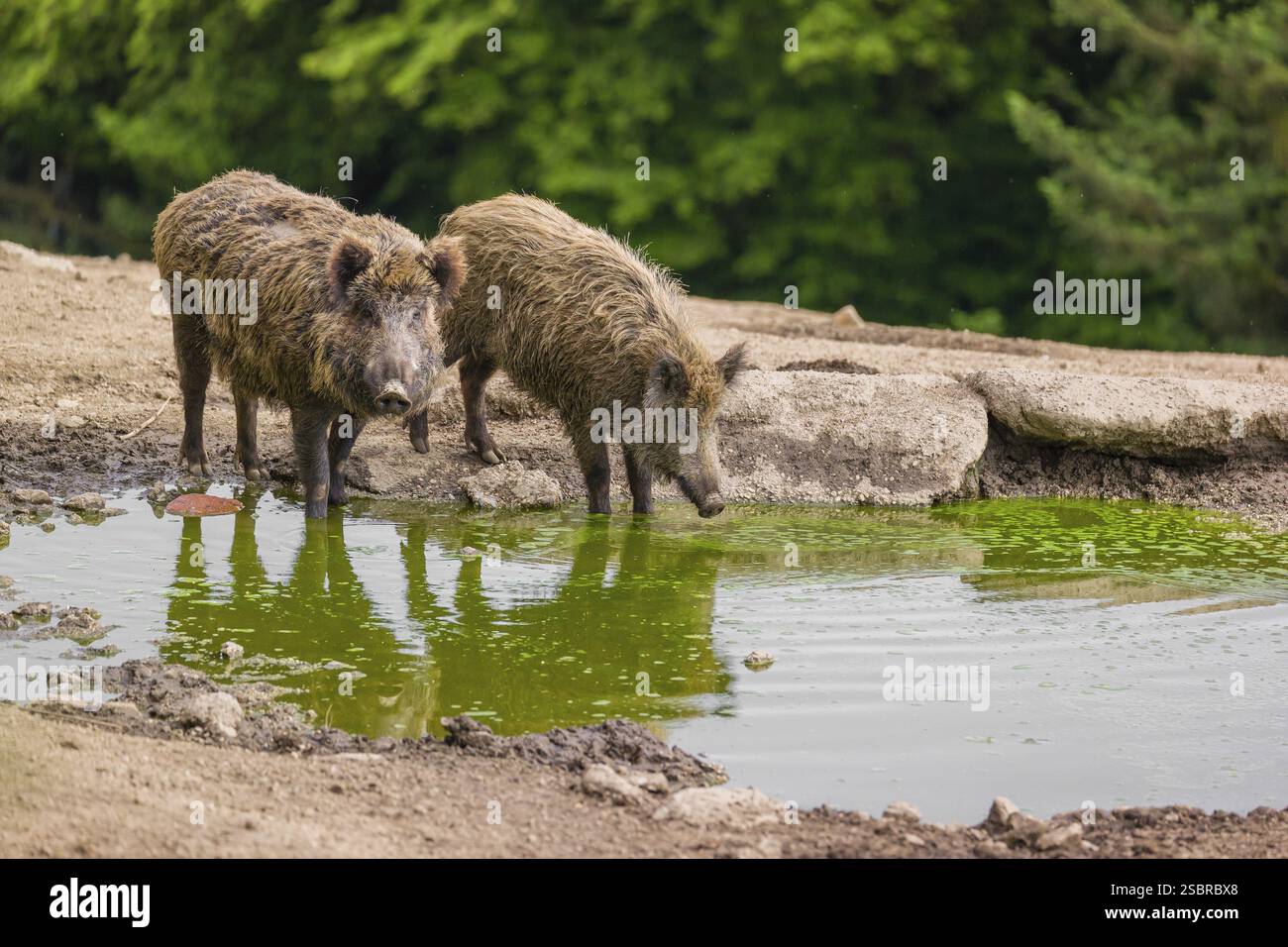 Two wild boar or wild pig (Splayus scrofa) drink water from a small ...