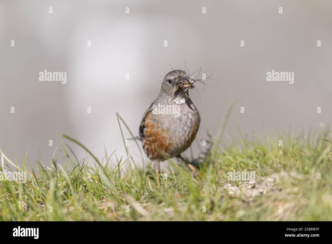 One adult alpine accentor (Prunella collaris collaris) walking on grass ...