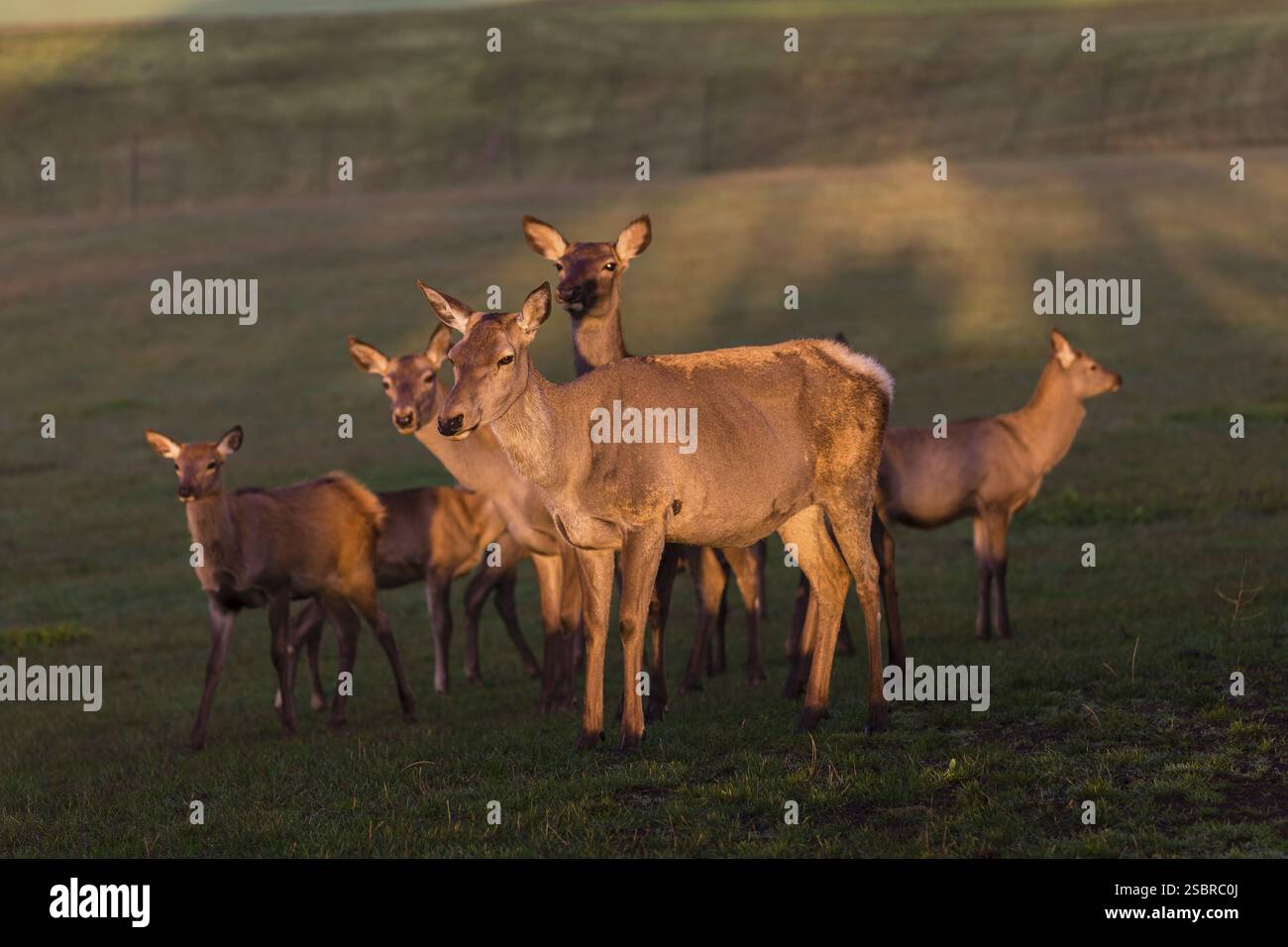 A group of female Altai maral, Altai wapiti or Altai elk (Cervus ...
