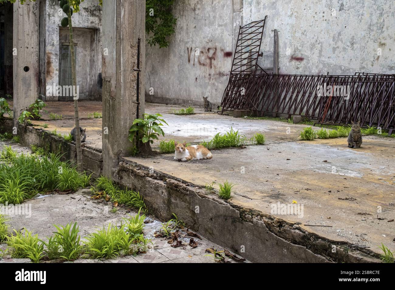 Stray cats, Panama City, Panama, Central America Stock Photo - Alamy