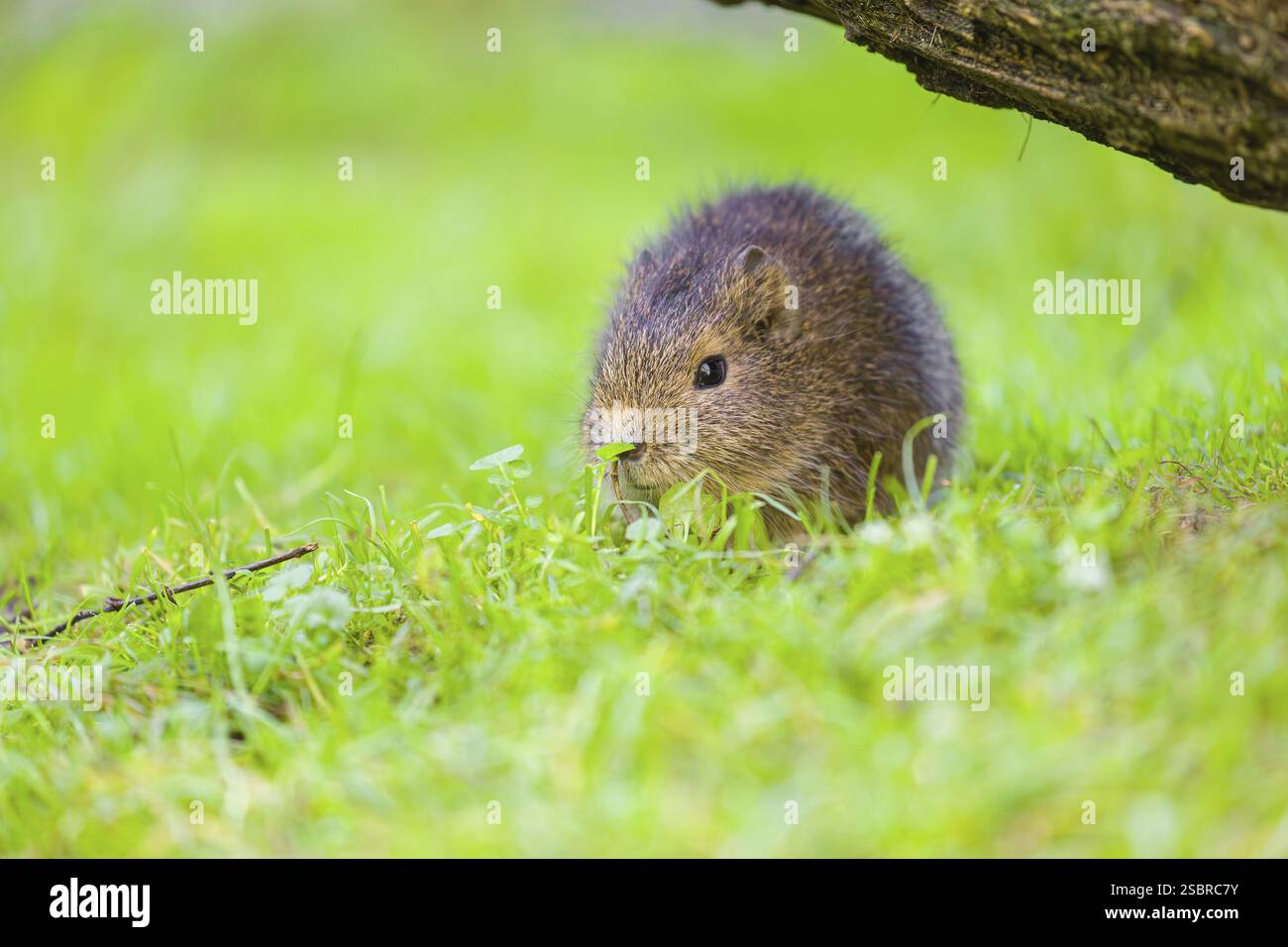 A young Brazilian guinea pig (Cavia aperea) grazes on a green meadow ...