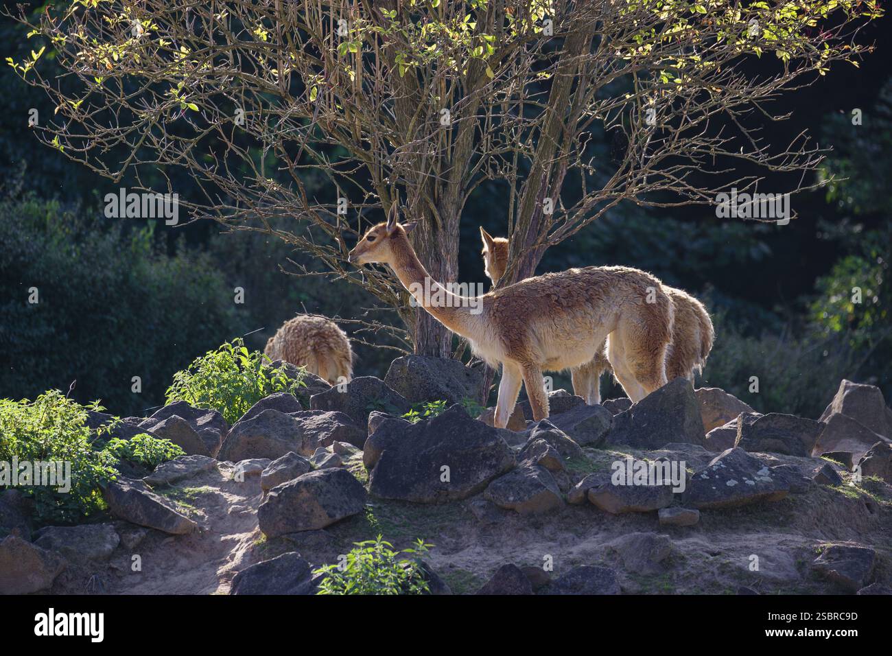 Three vicunas (Lama vicugna) stand on rocky terrain under a tree in a ...