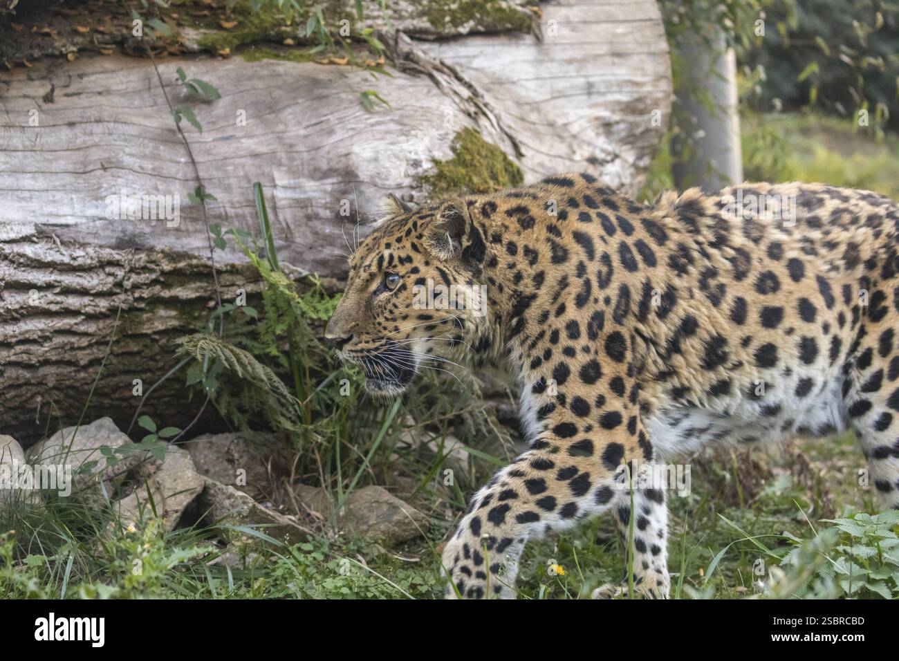 One Amur leopard (Panthera pardus orientalis) walking through green ...