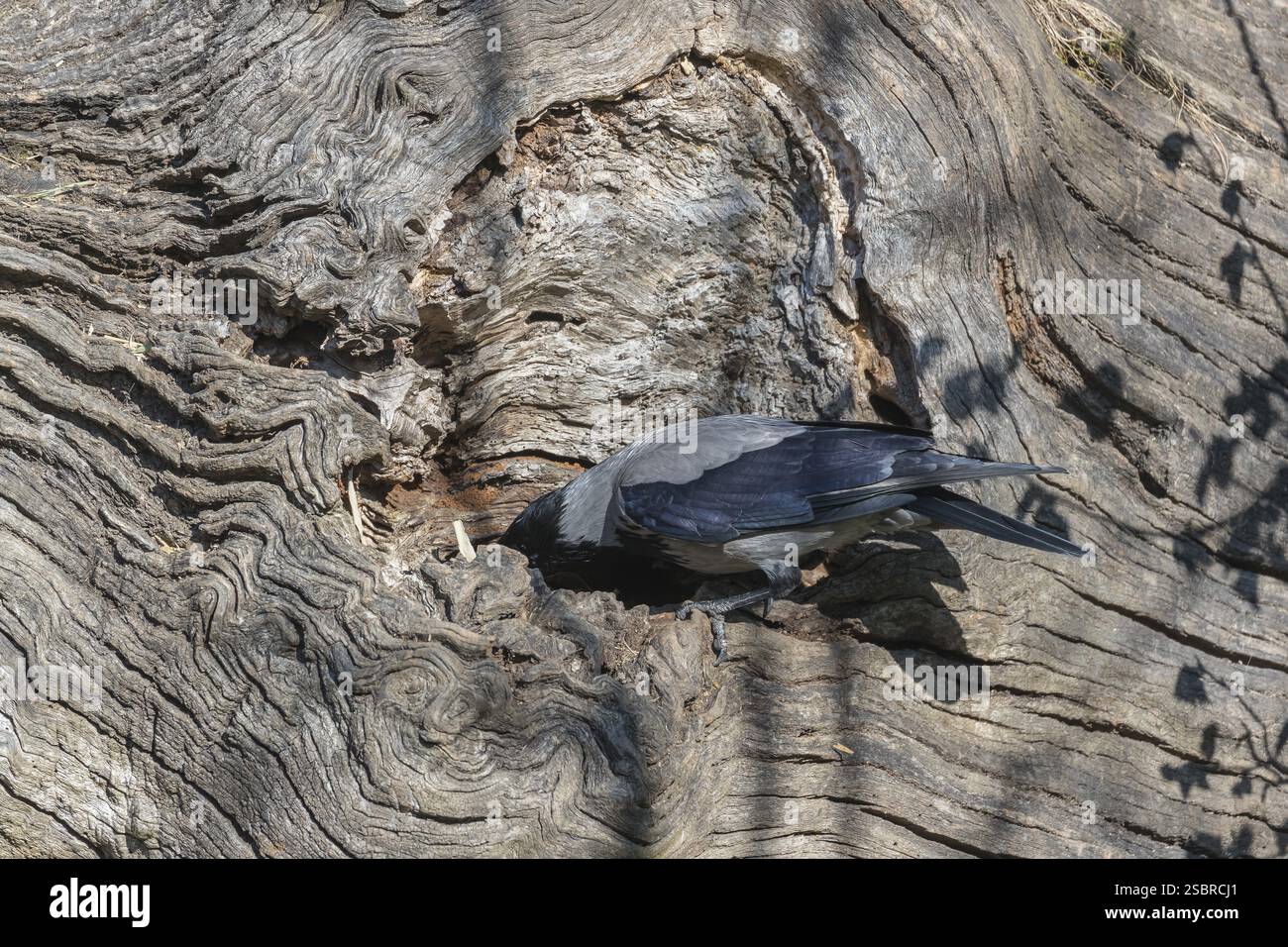 One hooded crow (Corvus cornix), picking for food in the bark of a tree ...