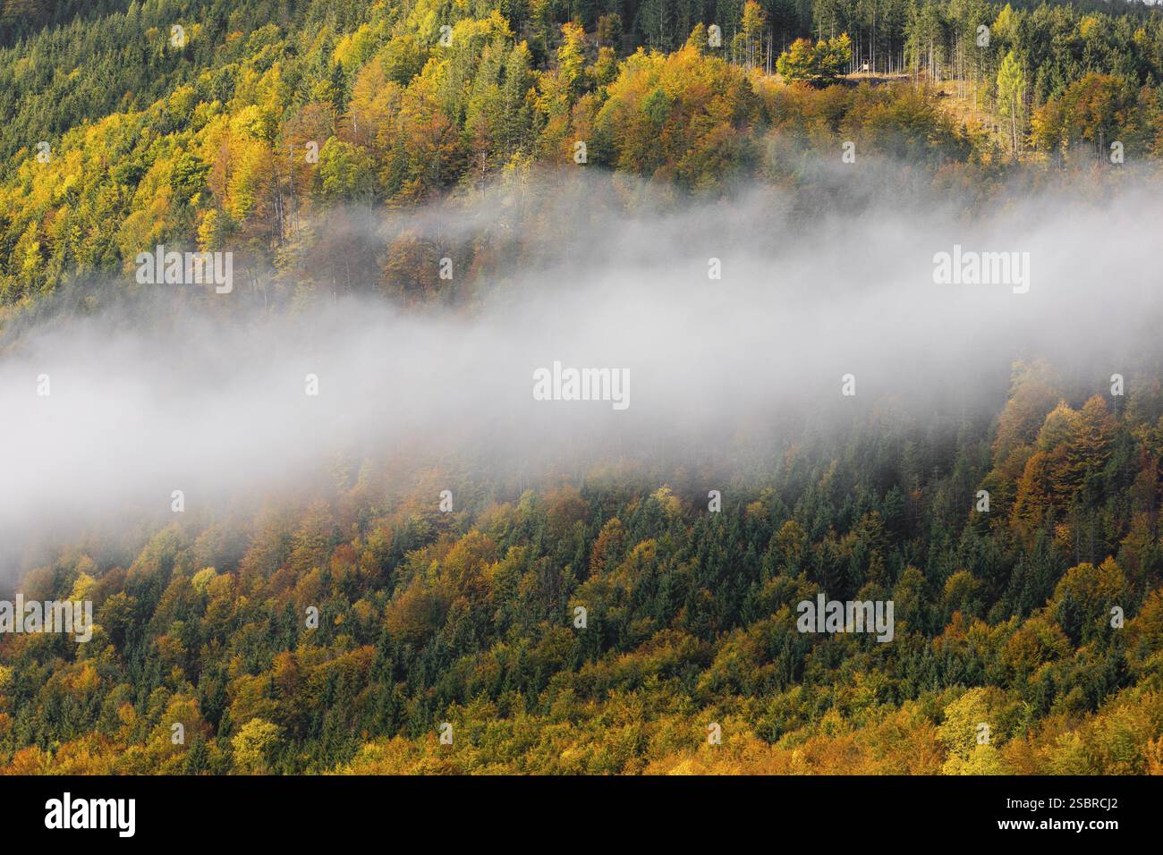 At lake Almsee. A forest in full fall foliage and some fog above it ...