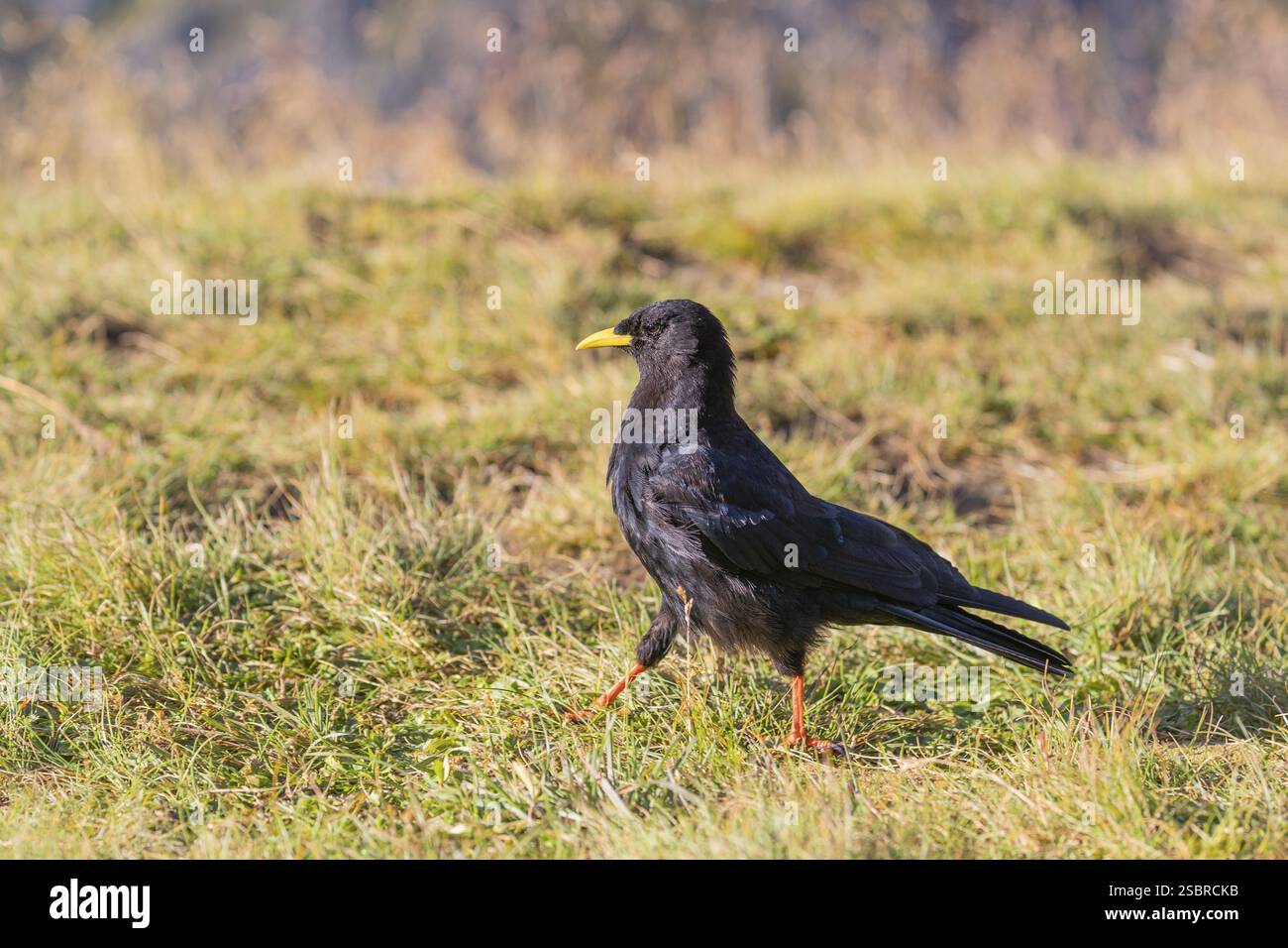 One young Alpine chough or yellow-billed chough (Pyrrhocorax graculus ...