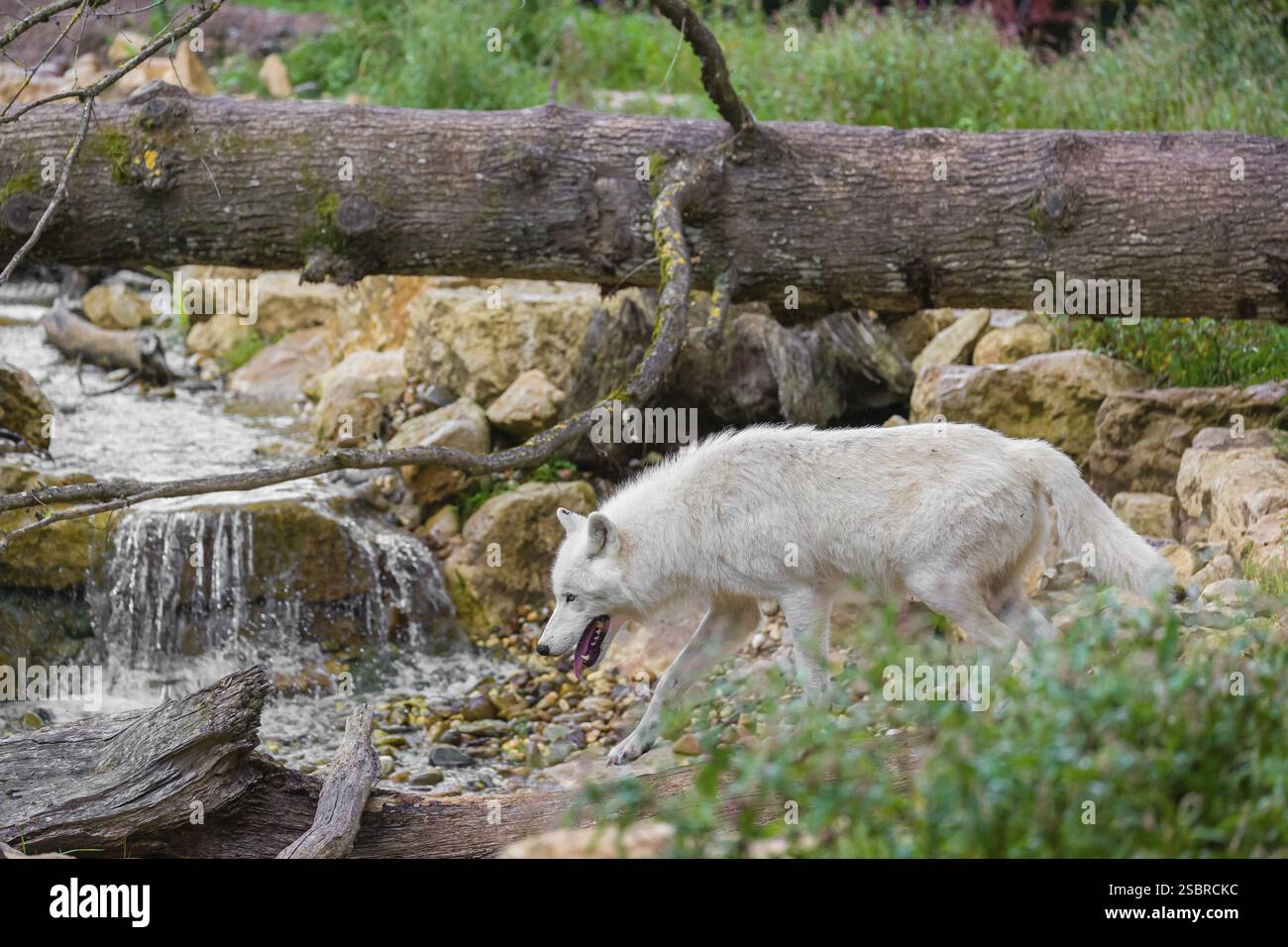 An Arctic wolf (Canis lupus arctos) runs over rocks, crossing a little ...
