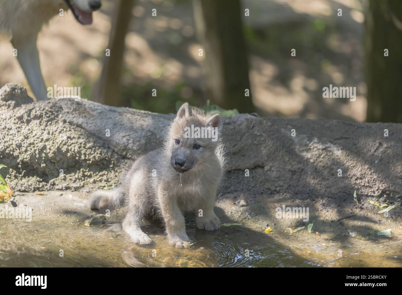 One four weeks old Arctic wolf cub (Canis lupus arctos) drinking water ...