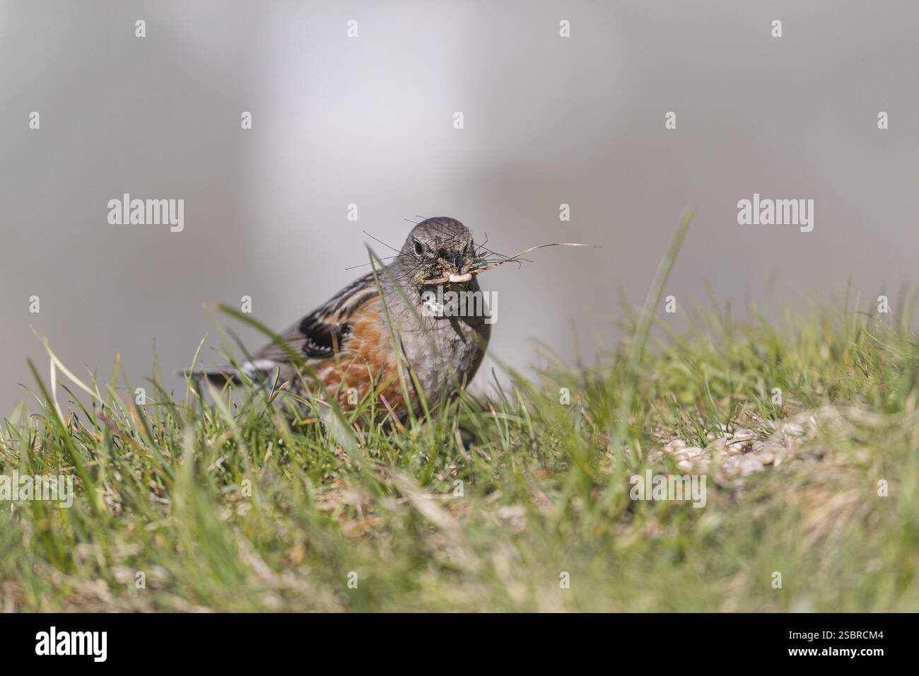 One adult alpine accentor (Prunella collaris collaris) walking on grass ...
