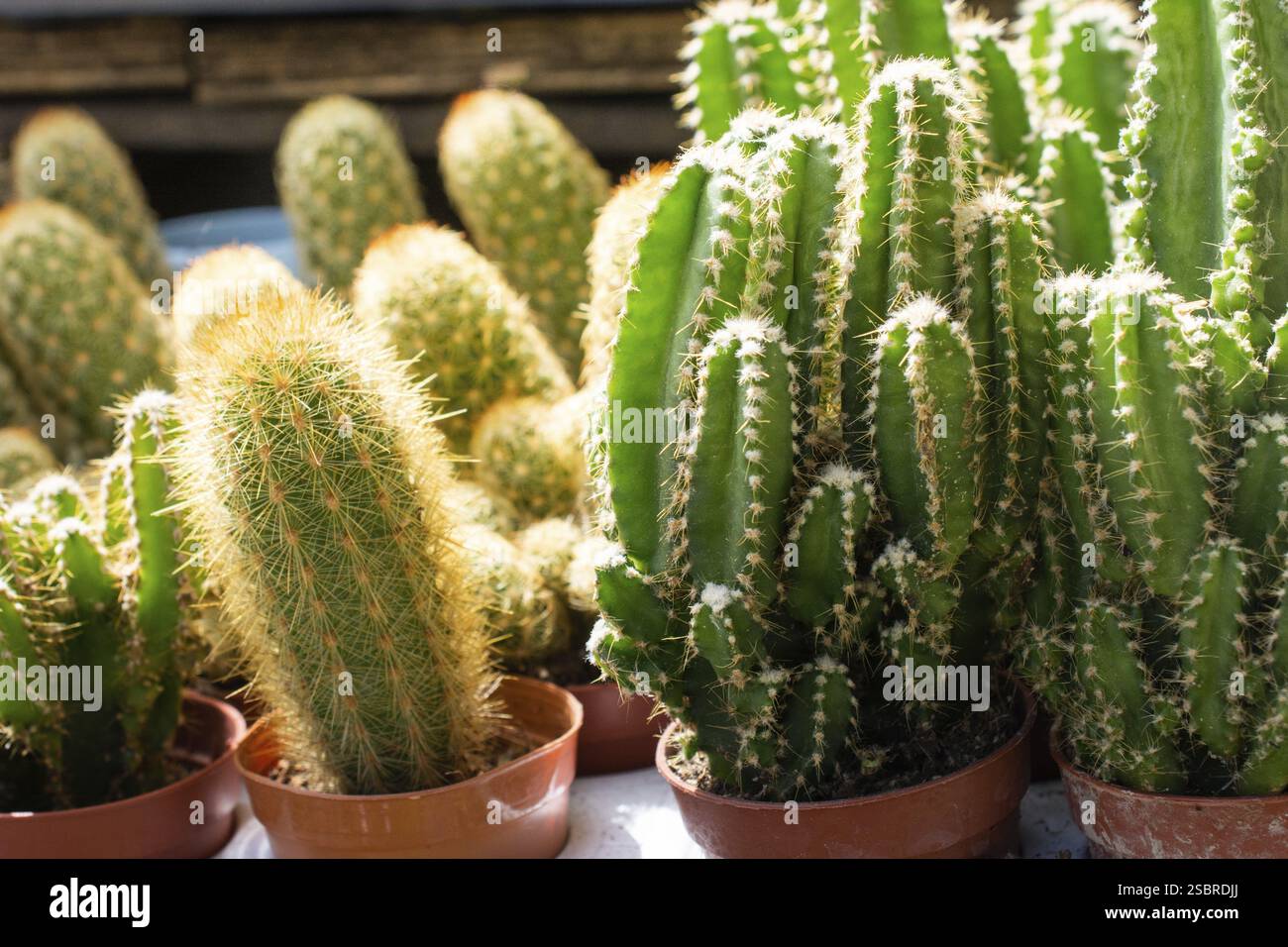 Potted cactus hi-res stock photography and images - Alamy