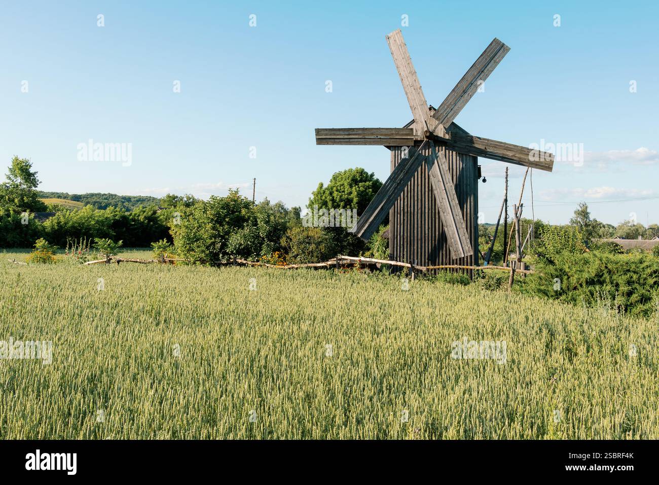 Traditional wooden windmill stands in a lush green wheat field ...