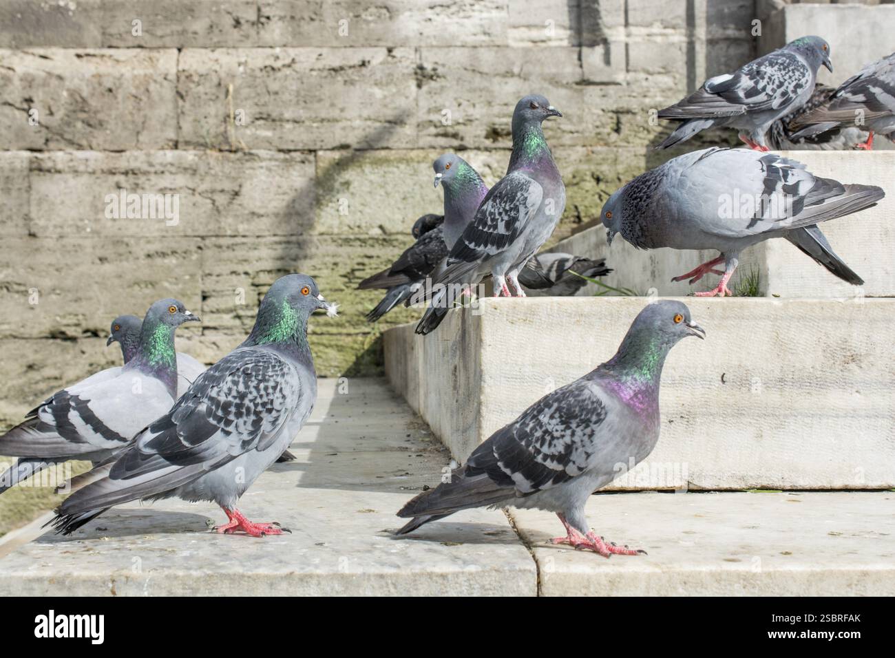 Lonely bird lives in the natural environment Stock Photo - Alamy