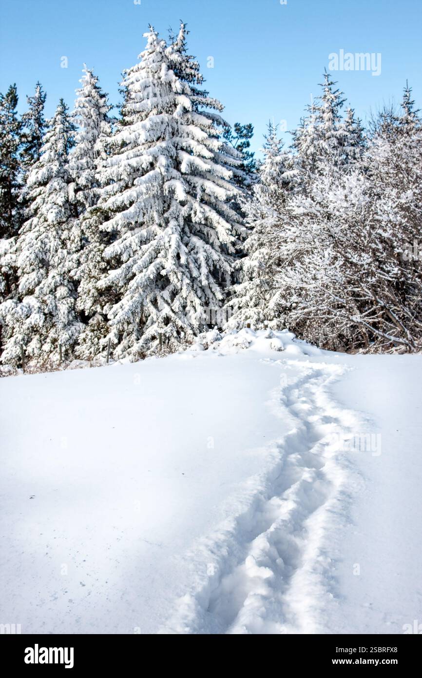 A snow covered tree with a path of footprints in the snow. The tree is ...