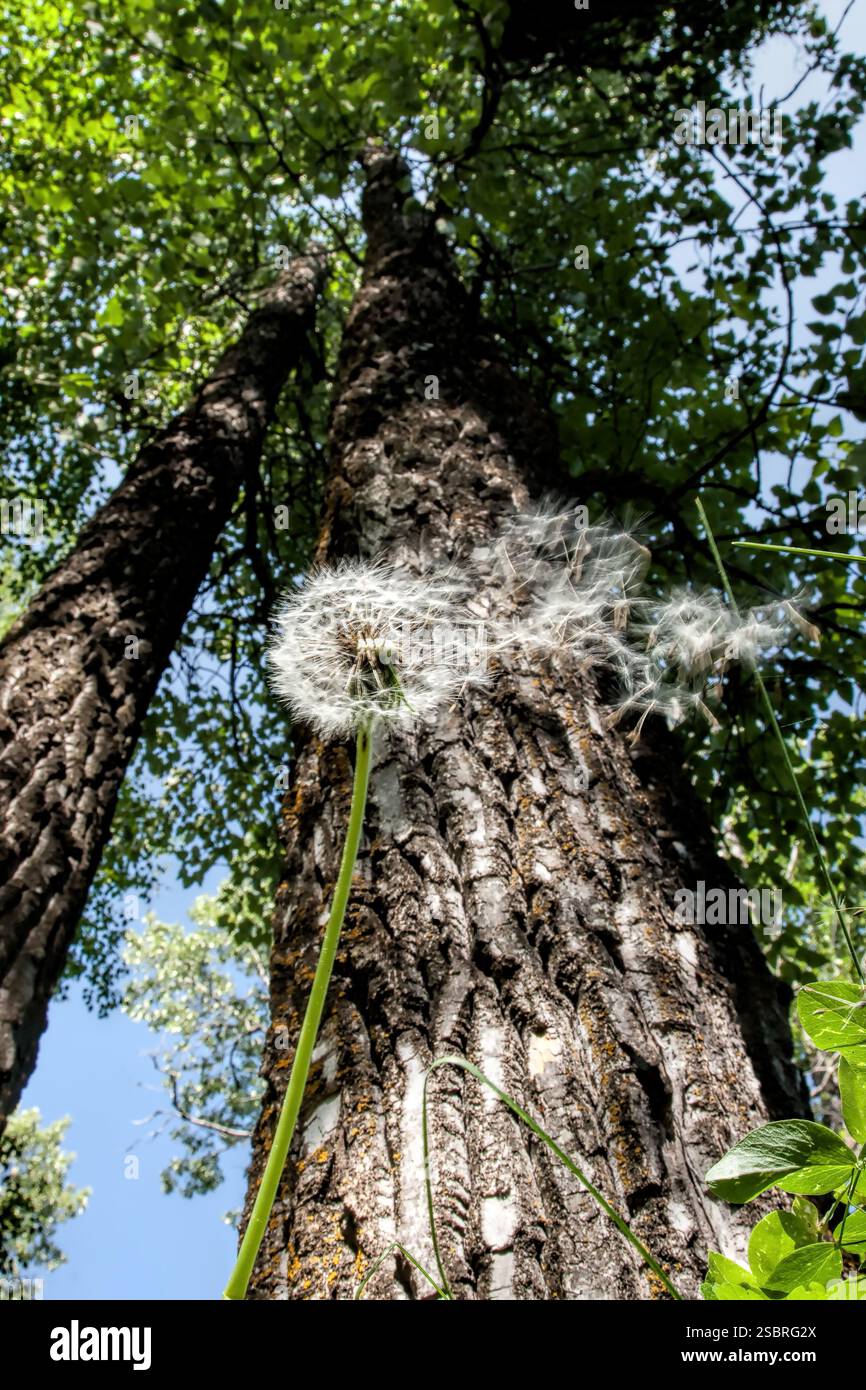 A dandelion is growing on a tree. The tree is very tall and has a lot ...