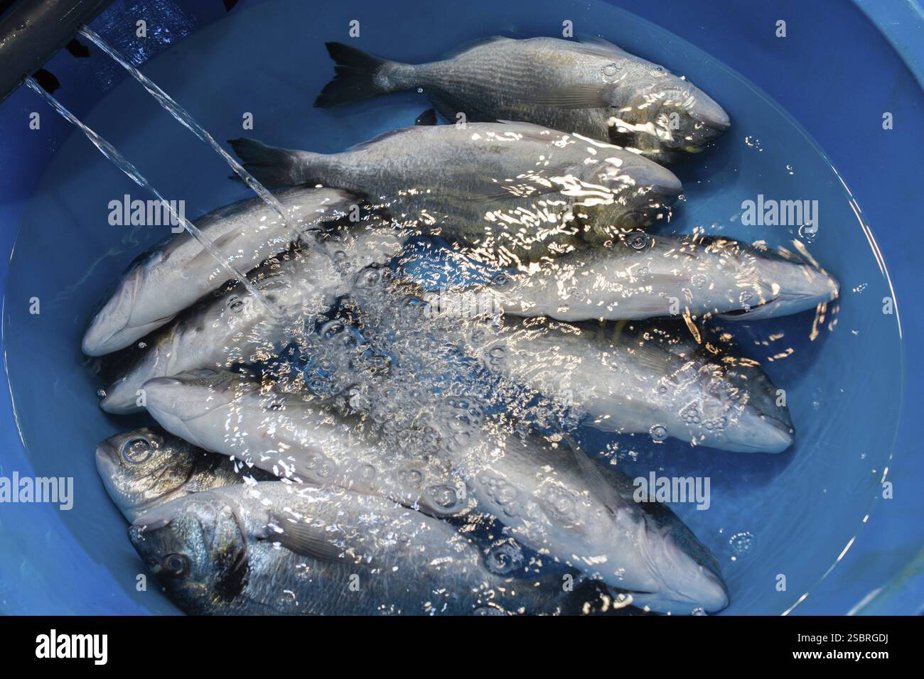 Freshlive fish as sea food for sale at a fish market Stock Photo - Alamy