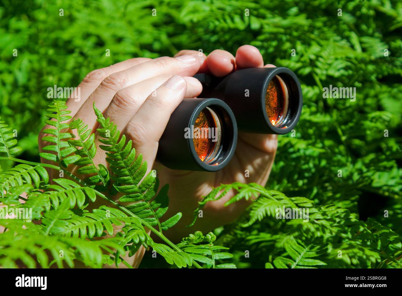 Binoculars in hand peeking from the bushes Stock Photo - Alamy