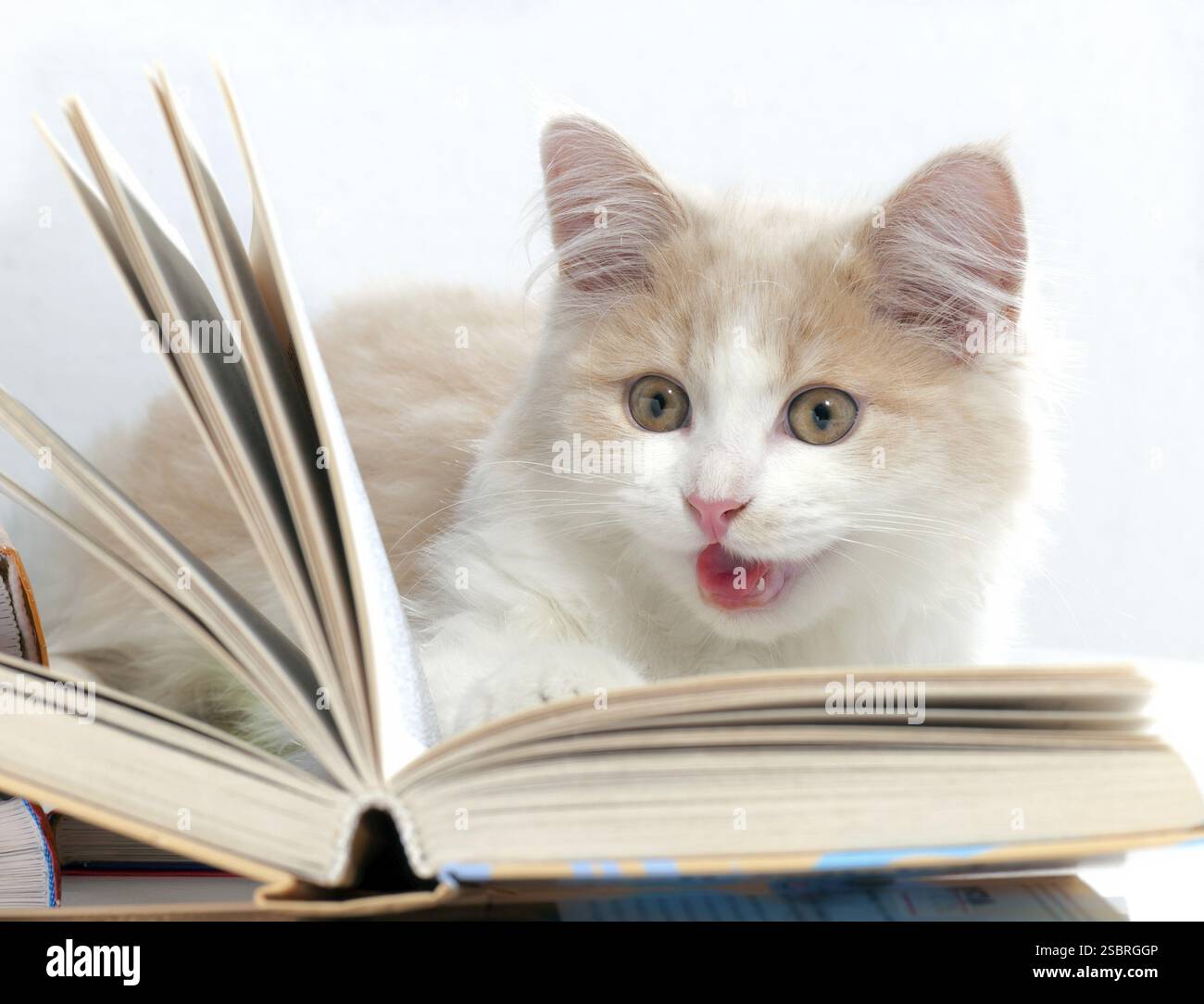 Little cat read a book, isolated on a white background Stock Photo - Alamy