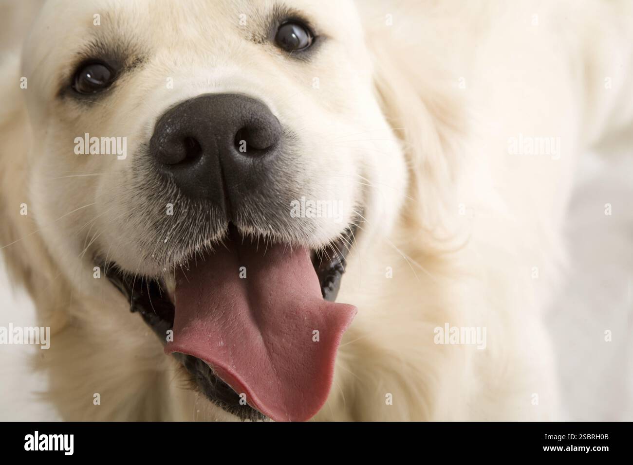 The gold retriever posing in studio. Isolated on white Stock Photo - Alamy