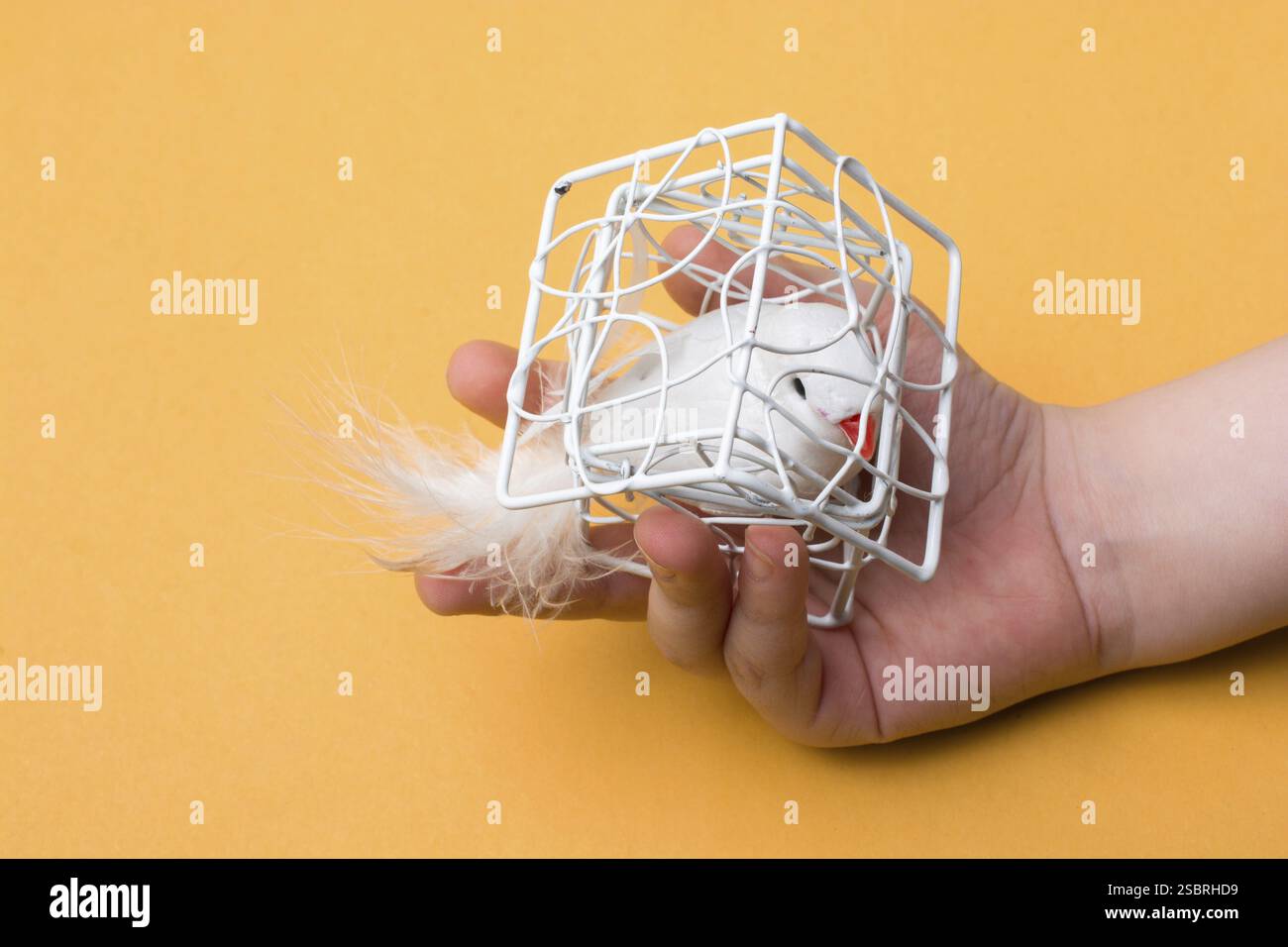Birds animals in cages hi-res stock photography and images - Alamy