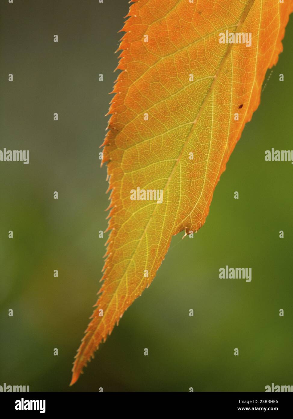 Individual single autumn fall leaf hi-res stock photography and images ...