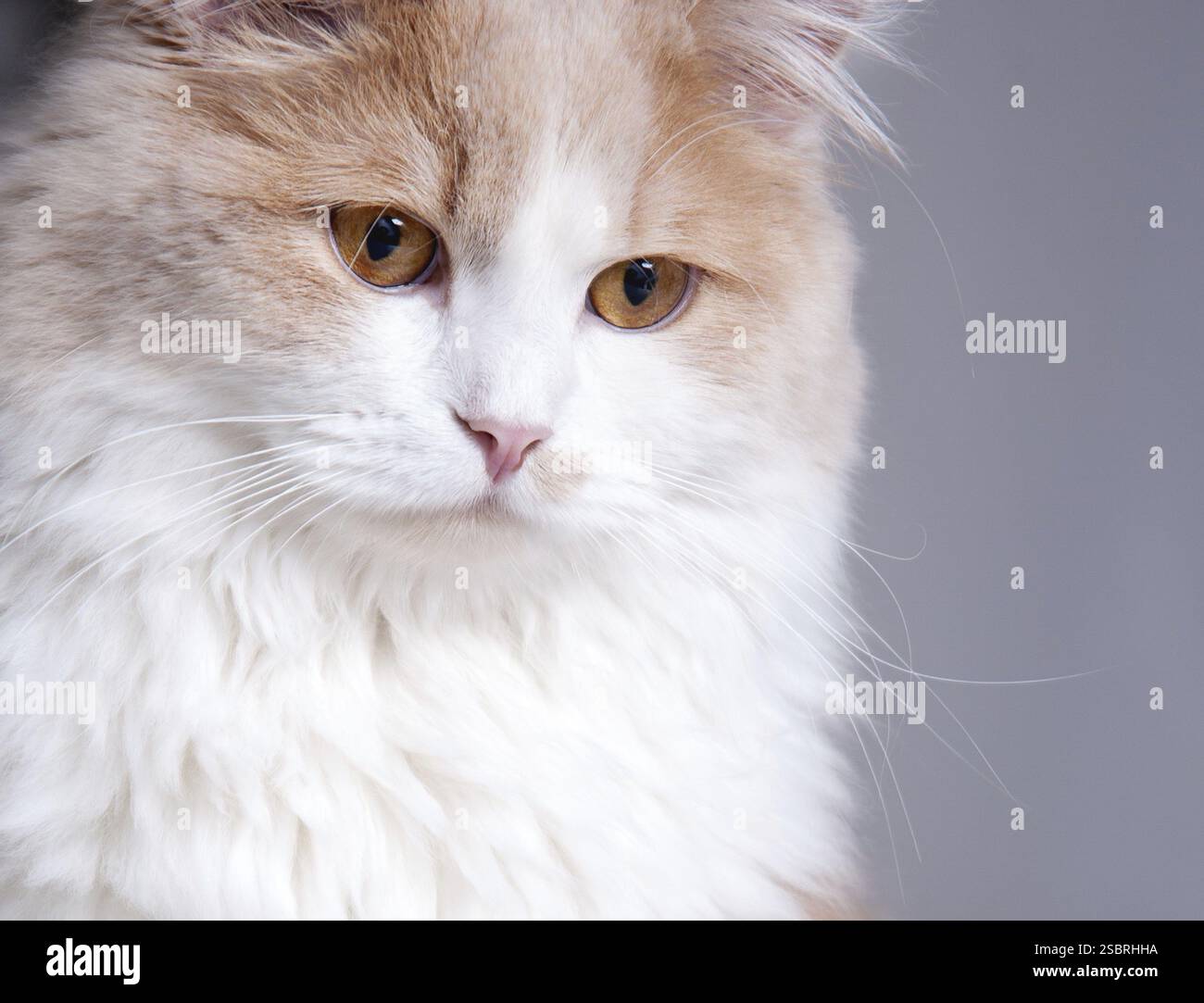 Beige cat, isolated on a grey background Stock Photo - Alamy