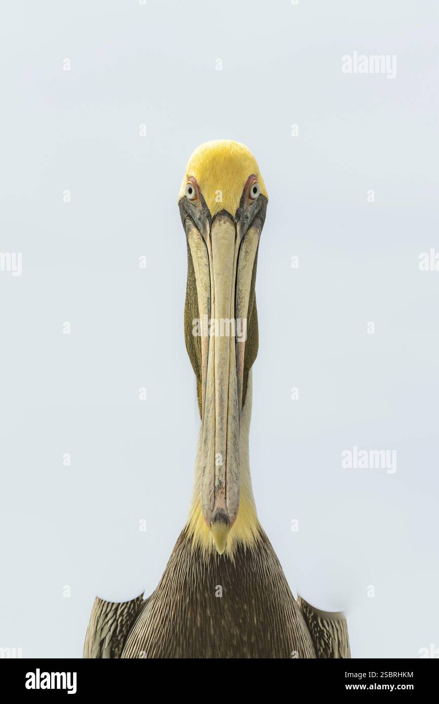 Brown pelican (Pelecanus occidentalis) frontal view, portrait, Playa ...