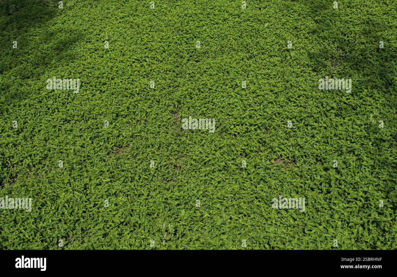 Growing sprouted agricultural crops in spring field Stock Photo - Alamy