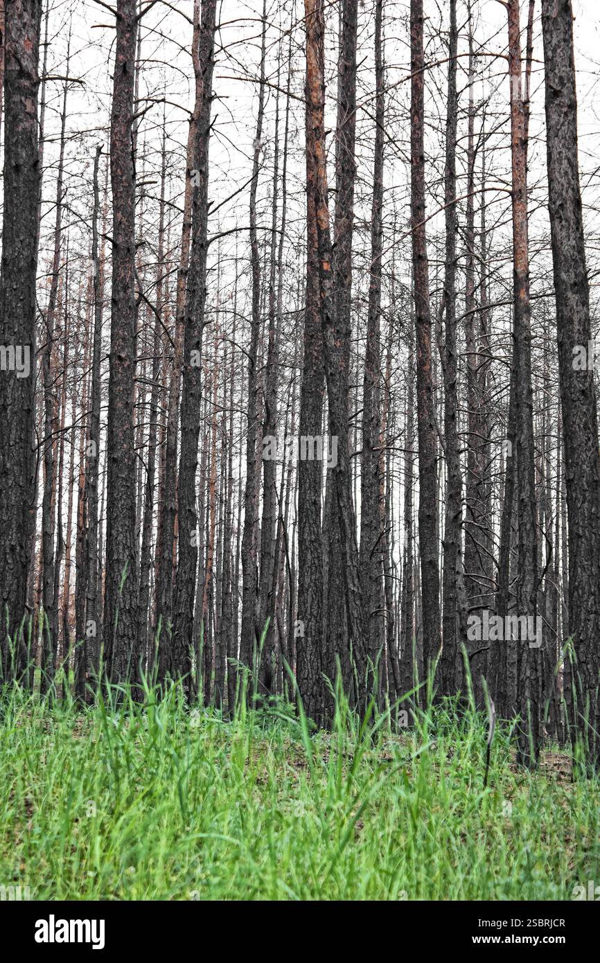 burnt pine forest after fire Stock Photo - Alamy