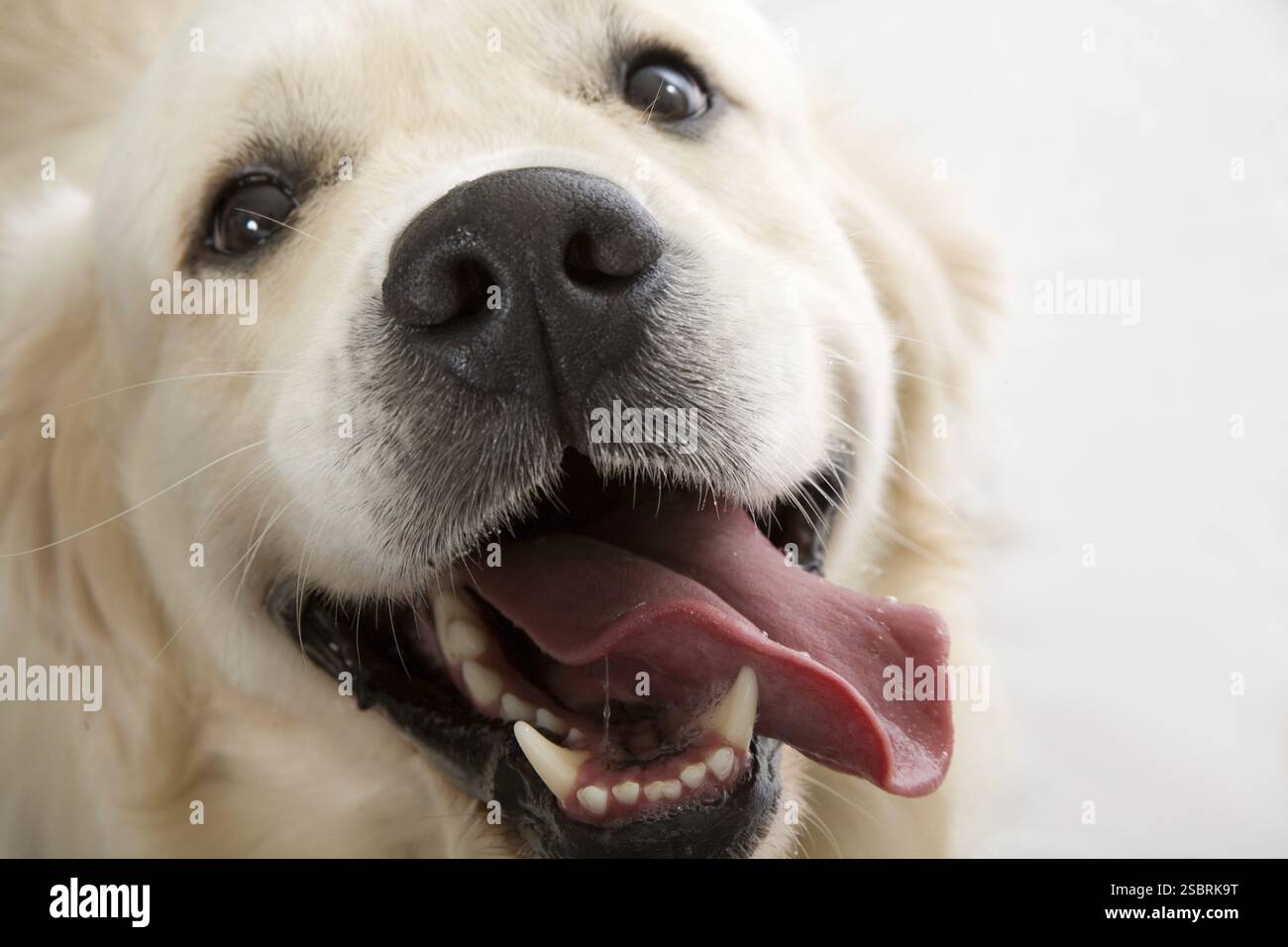 The gold retriever posing in studio. Isolated on white Stock Photo - Alamy
