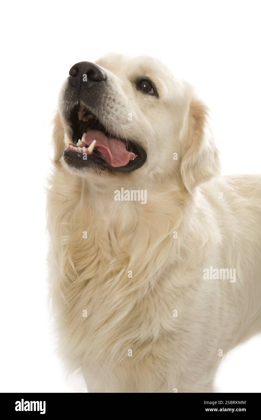 The gold retriever posing in studio. Isolated on white Stock Photo - Alamy