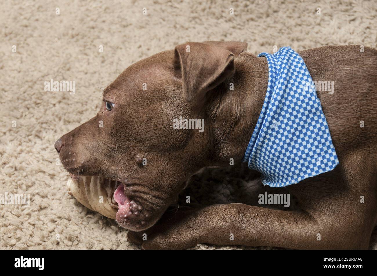 Very cute little Pit Bull Terrier puppy chewing on a bone Stock Photo ...
