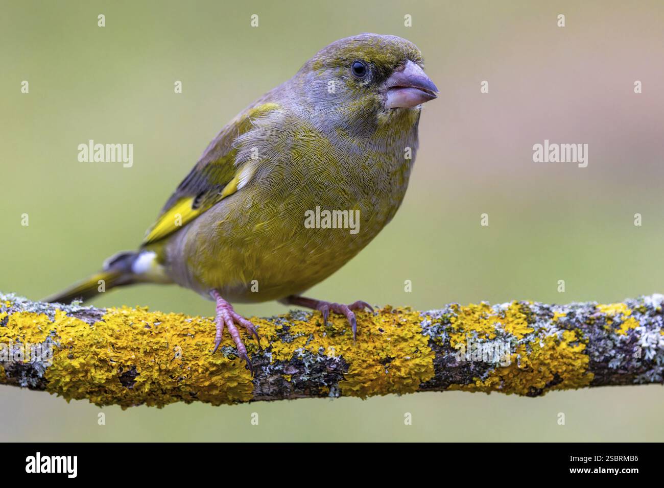 Greenfinch (Chloris chloris) sitting on a branch covered with yellow ...