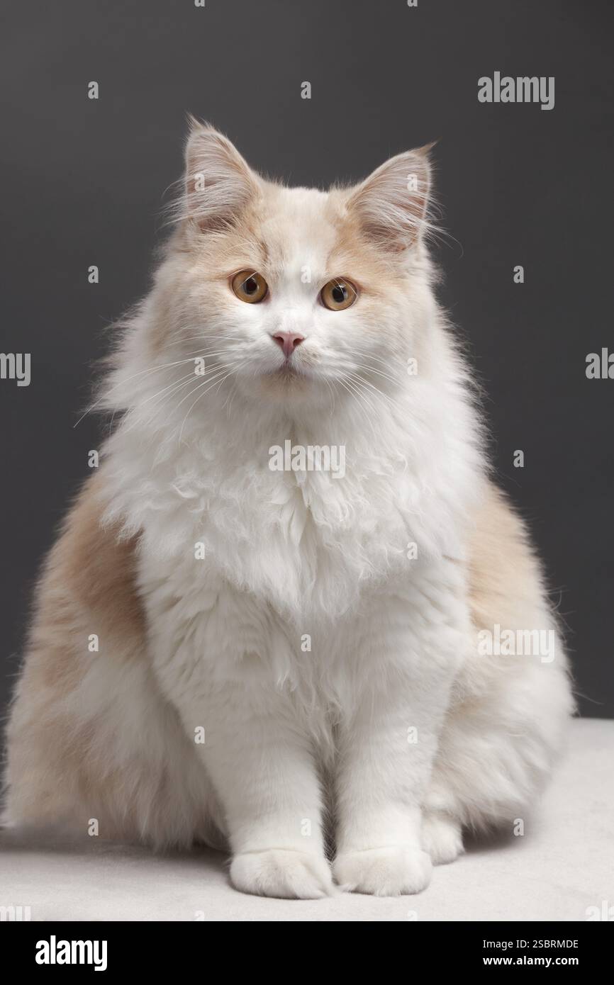 Beige cat, isolated on a grey background Stock Photo - Alamy