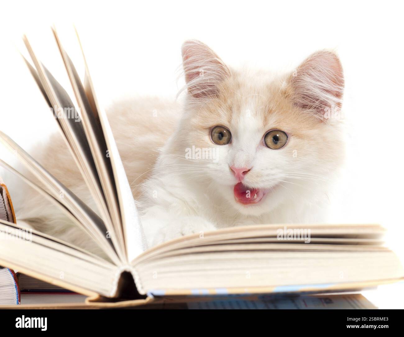 Little cat read a book, isolated on a white background Stock Photo - Alamy