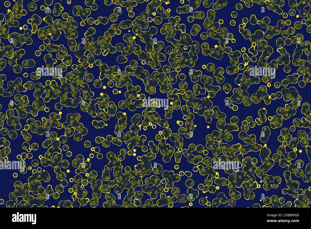 Shape of bacterial cell: cocci, bacilli, spirilla bacteria background ...