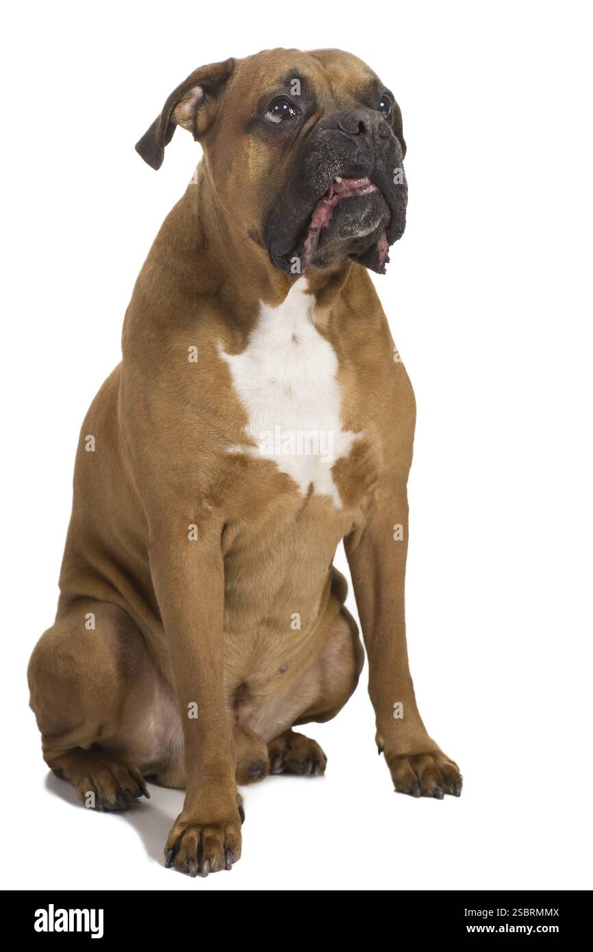 Adult Boxer of white background, studio shot Stock Photo - Alamy