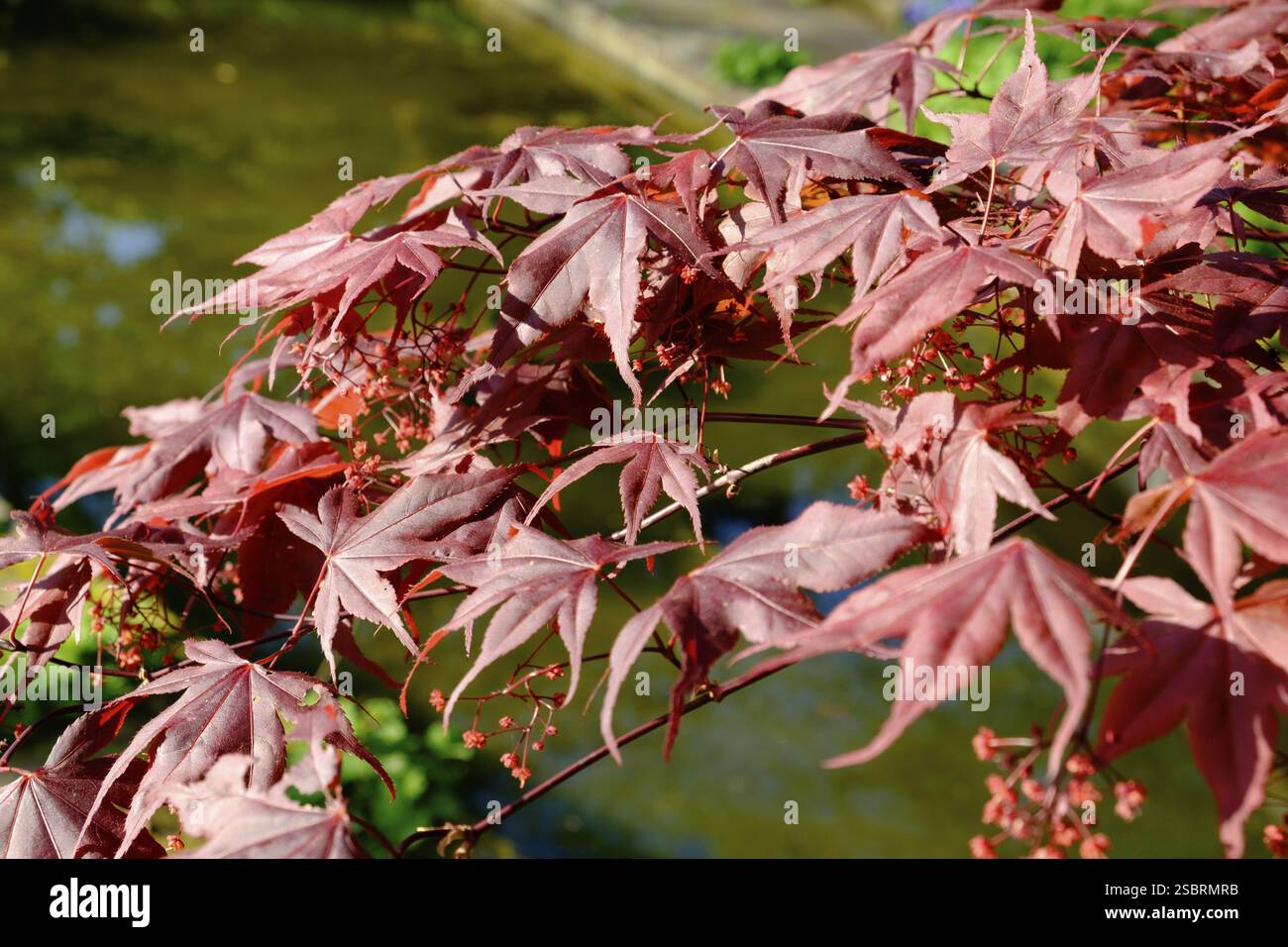 Bright red japanese red ader palmatum maple leaves natural background ...