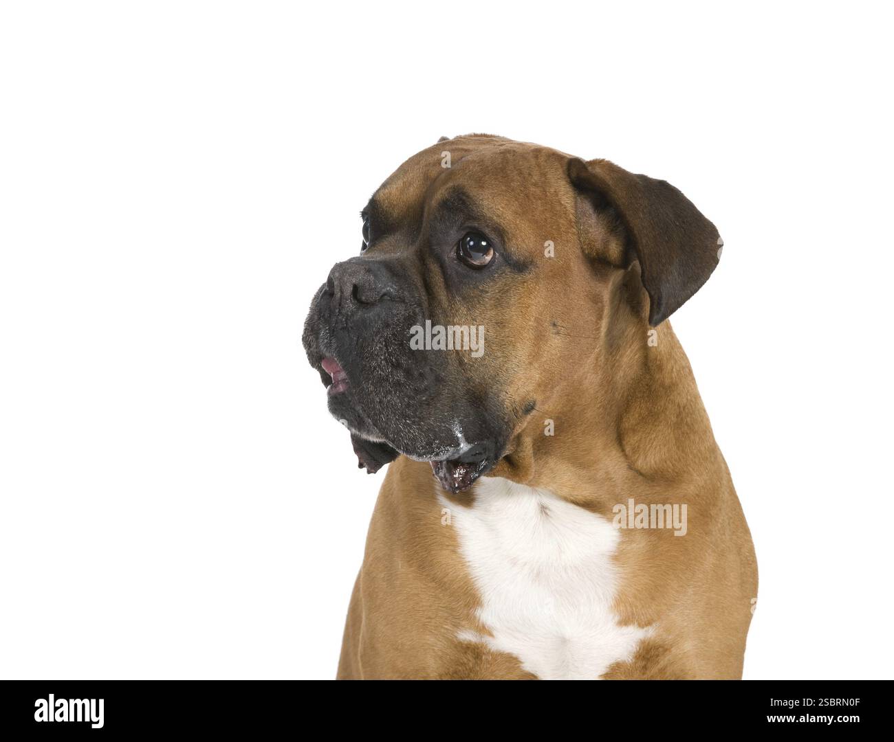 Adult Boxer of white background, studio shot Stock Photo - Alamy