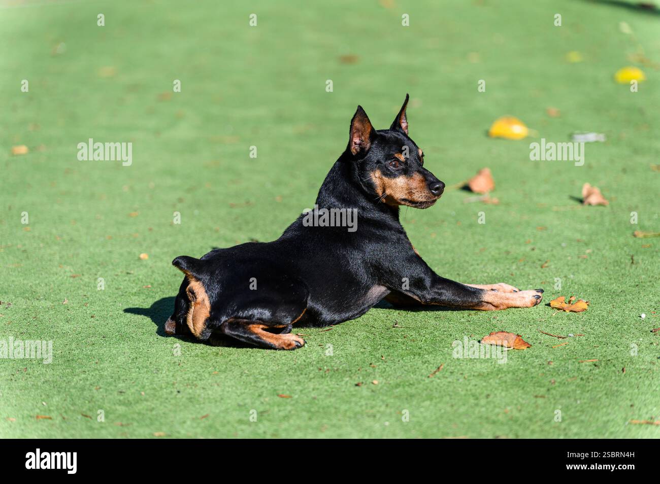 A black and tan miniature pinscher dog lying on artificial green grass ...