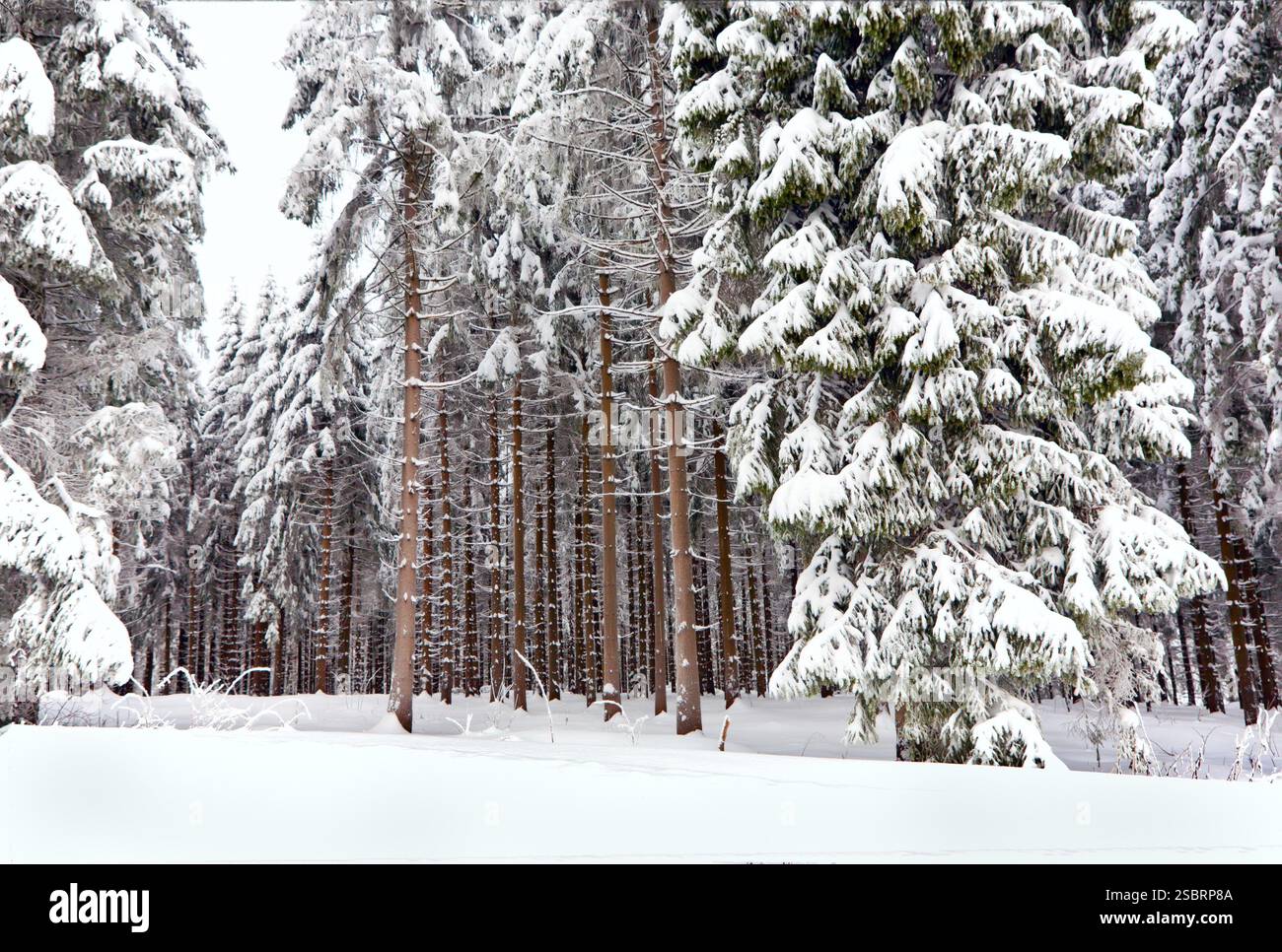 White Winter forest in the german Harz Stock Photo - Alamy